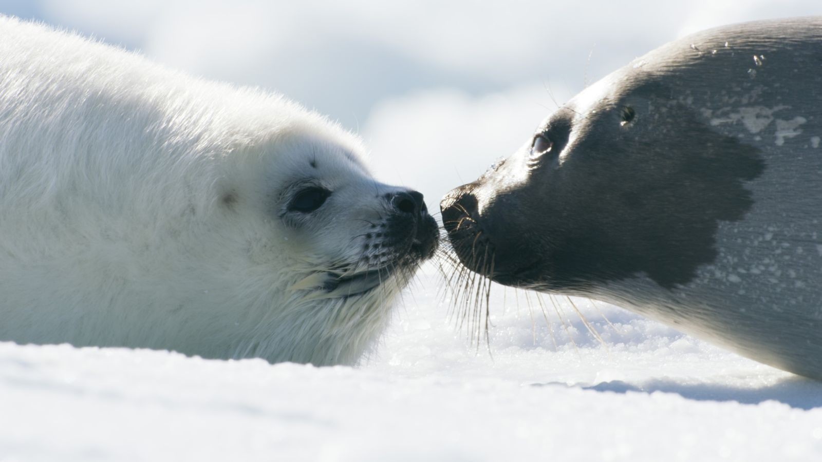 Best David Attenborough Documentaries | Freely Best David Attenborough Documentaries | Freely